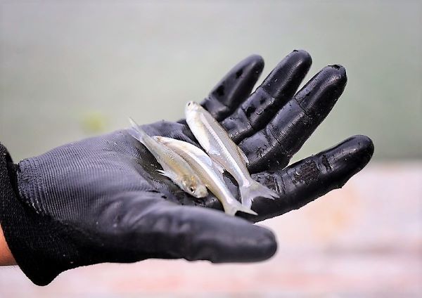 Lake Chapala Receives 10,000 White Fish Hatchlings - Lake Chapala Reporter