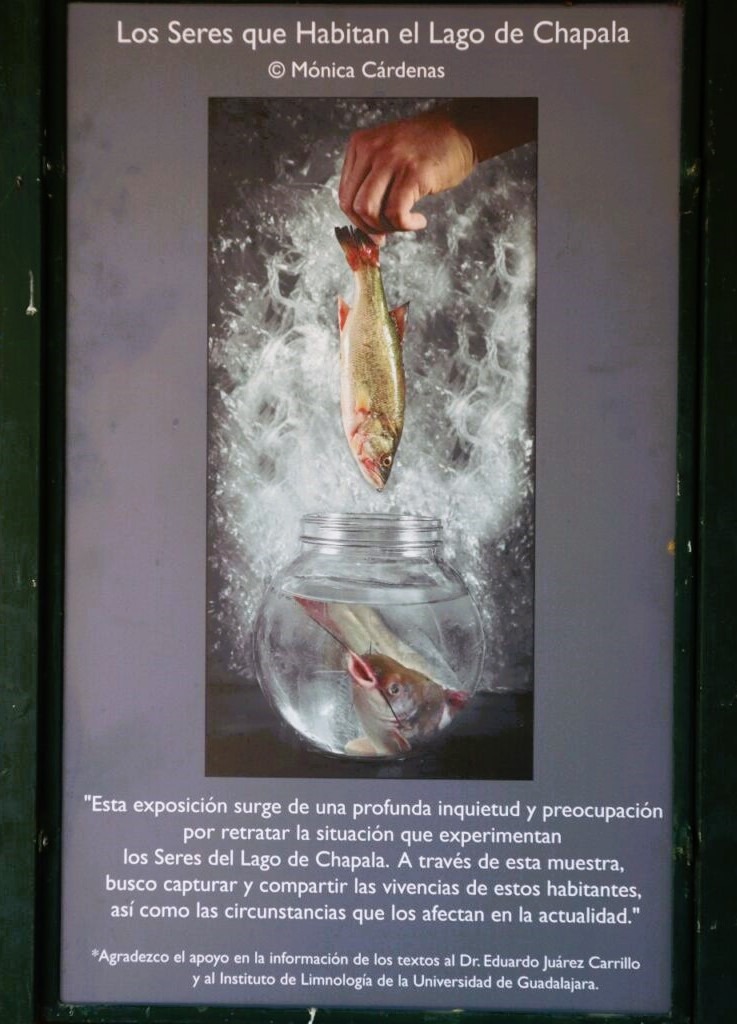 Fish Species of Lake Chapala to be Exhibited - Lake Chapala Reporter