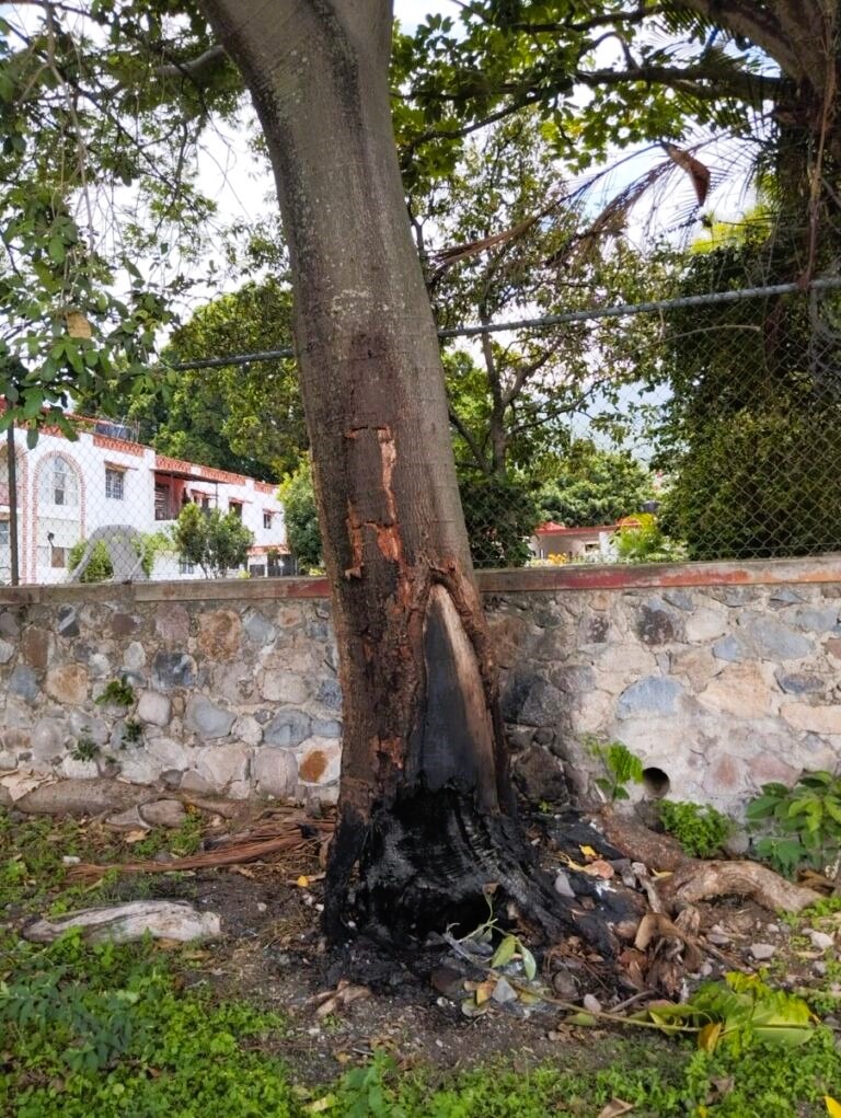 Tree Set on Fire Near Ajijic Beach - Lake Chapala Reporter